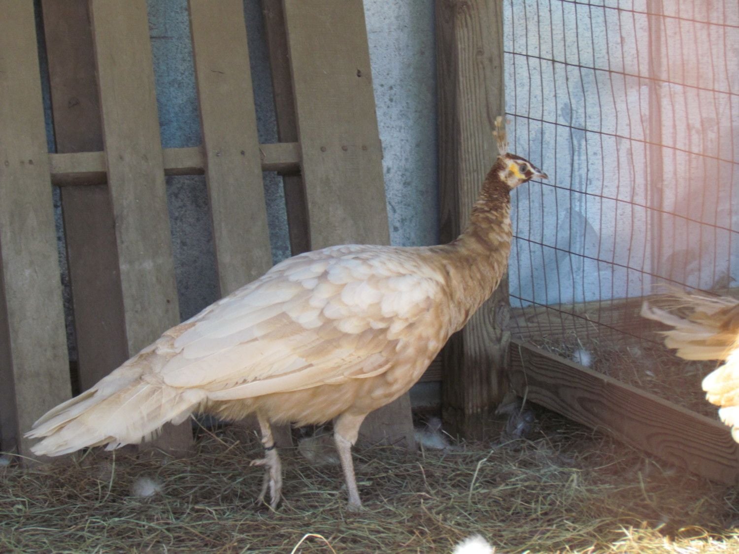 Farm Day 2014 Photos (mainly of peafowl) | BackYard Chickens - Learn ...