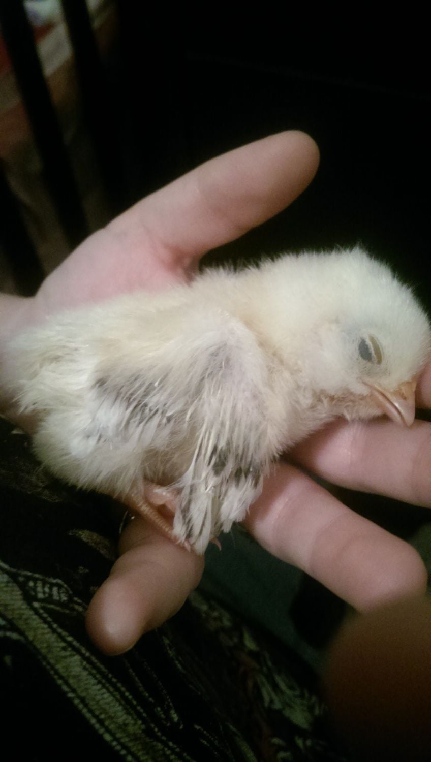 Corid dosage help! | BackYard Chickens - Learn How to Raise Chickens