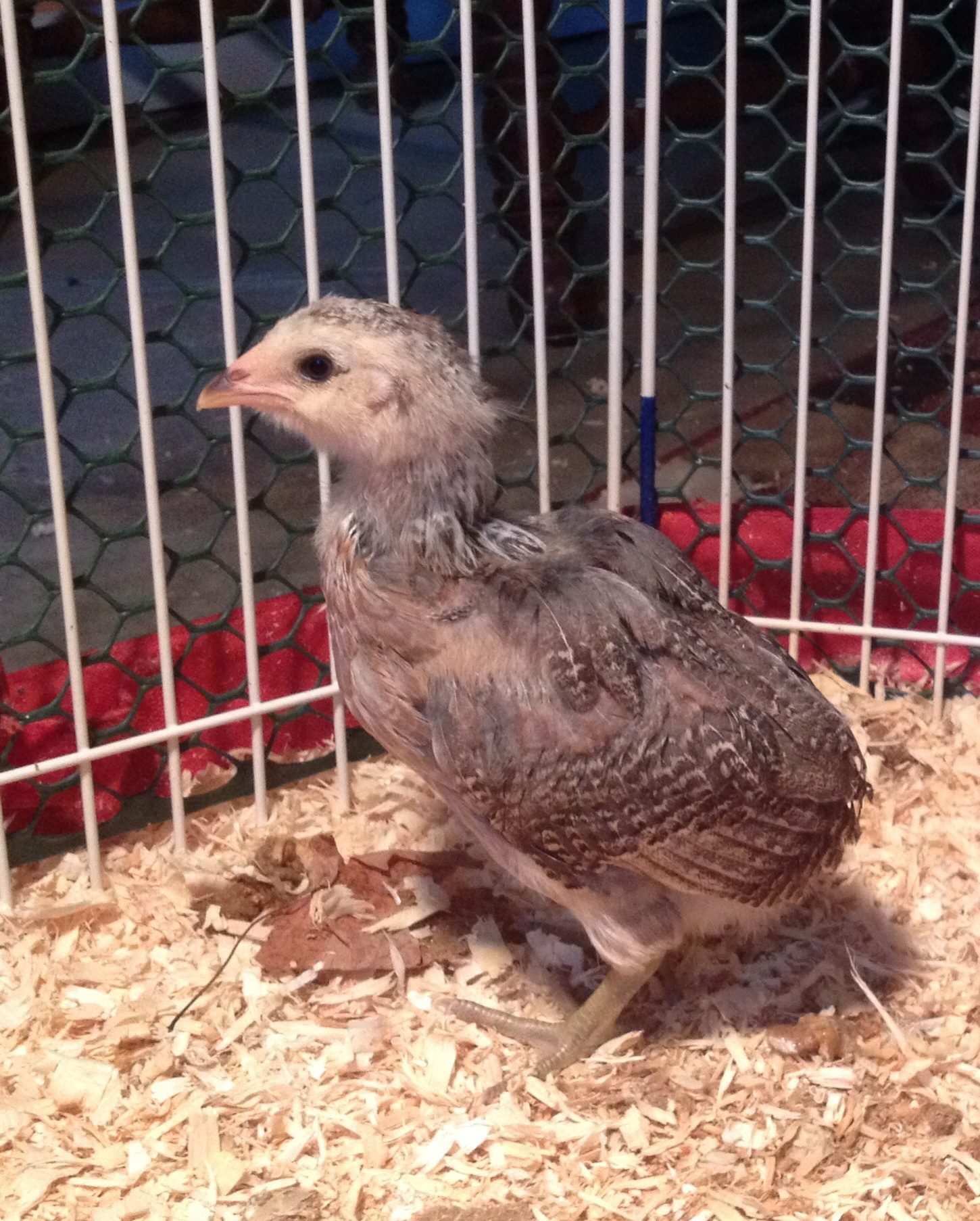 Feather picking? Stress/ molting? Help please | BackYard Chickens ...