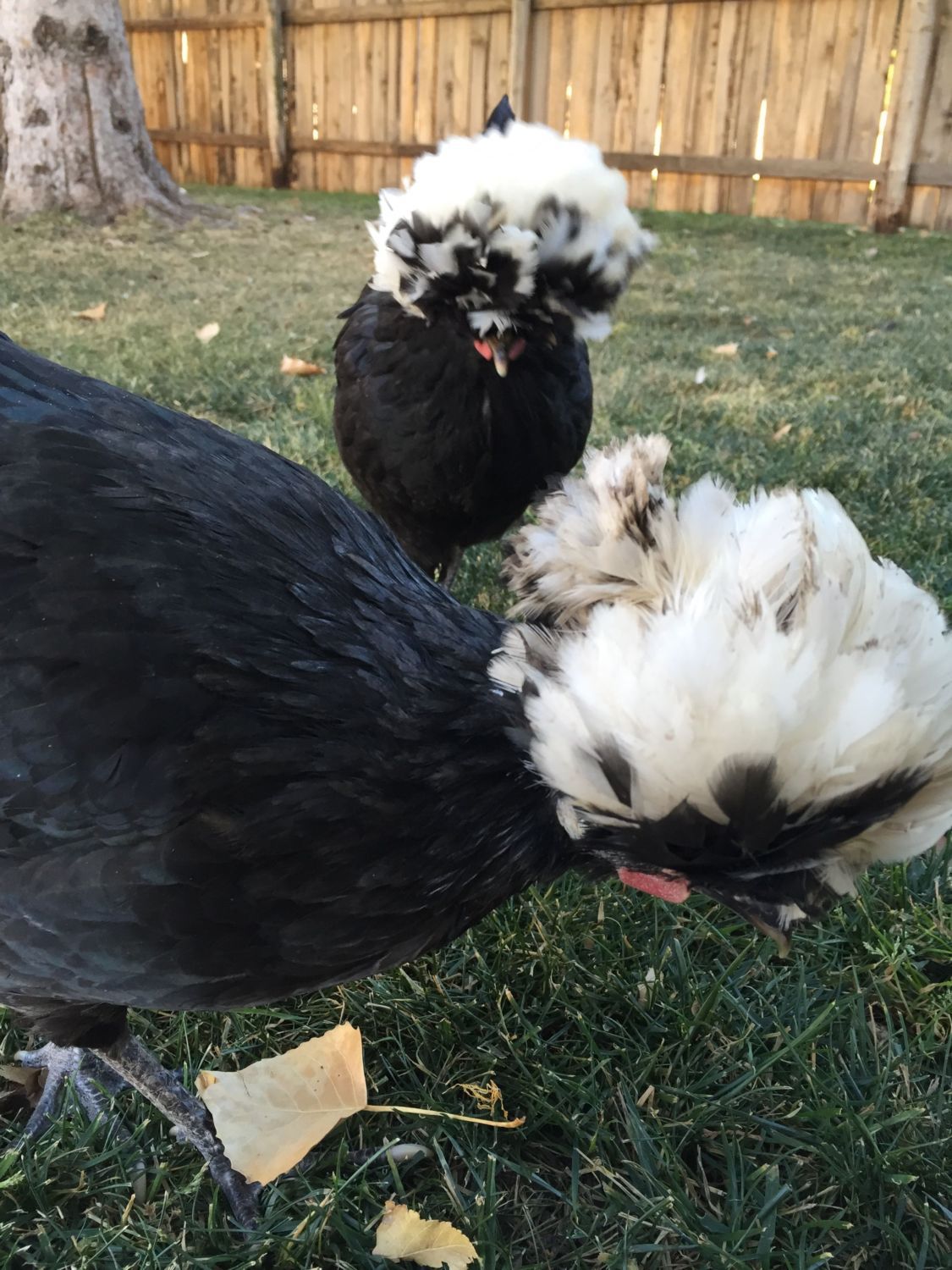 HELP! Egg peritonitis? Sour crop? | BackYard Chickens - Learn How to ...