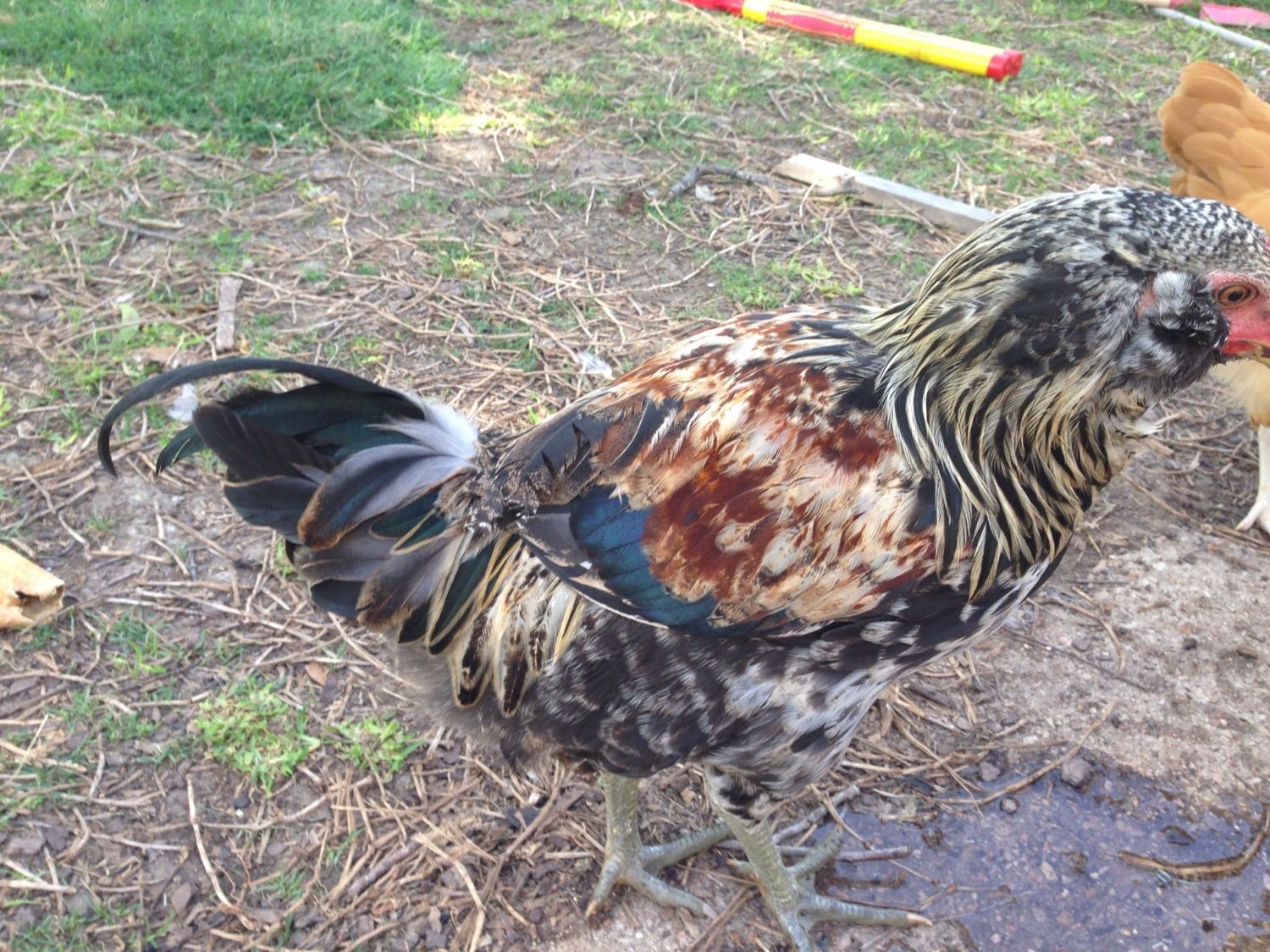7 Week Old Easter Egger Pullet Or Roo Page 2 Backyard Chickens Learn How To Raise Chickens