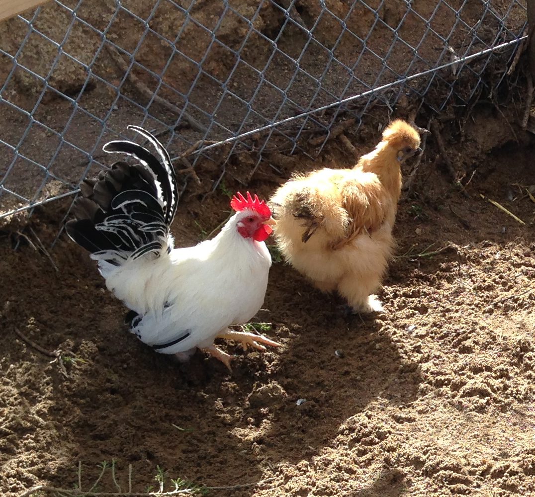 Silkie / Japanese Bantam Crosses | Page 5 | BackYard Chickens - Learn ...