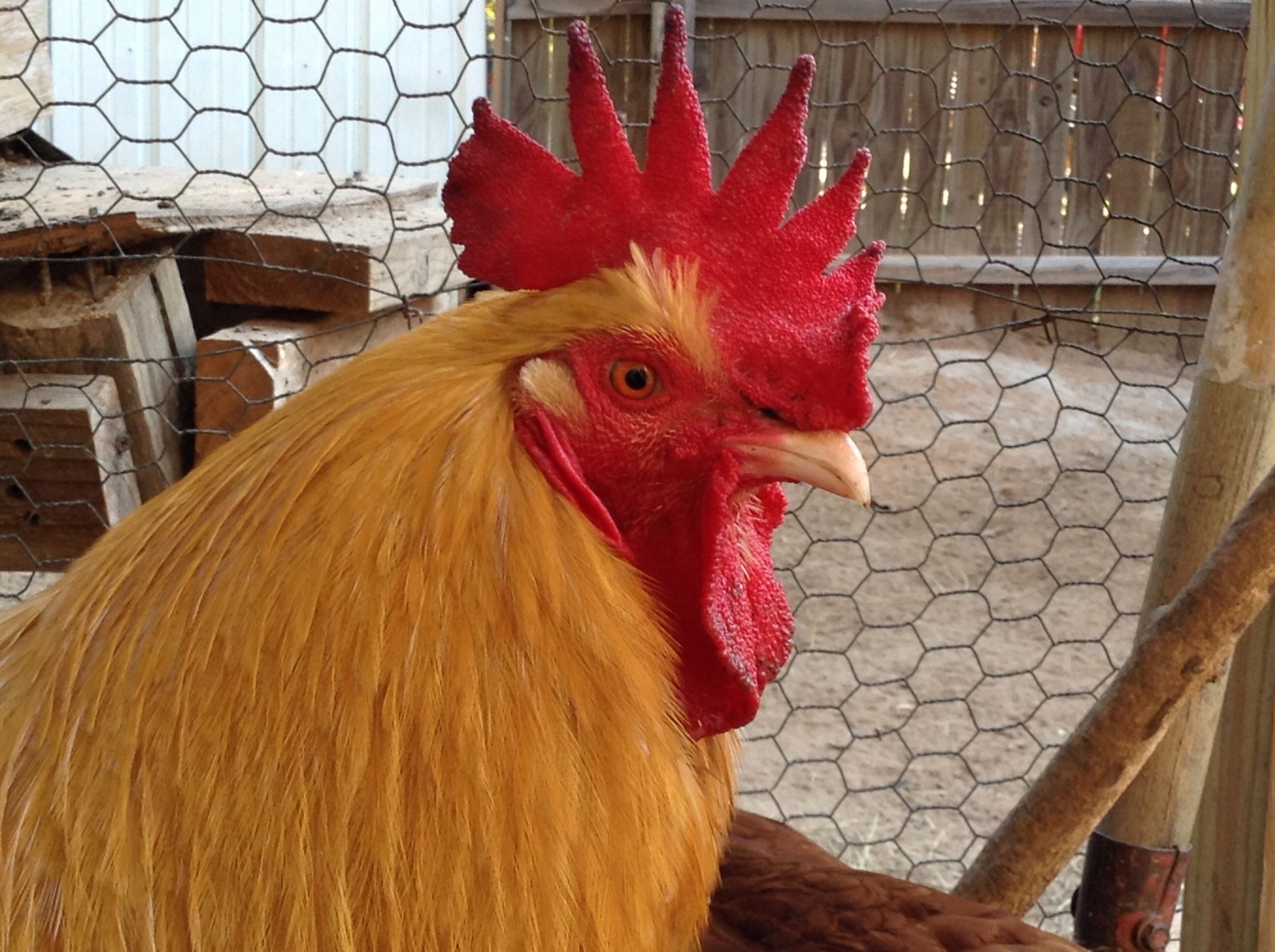 My grown roosters | BackYard Chickens - Learn How to Raise Chickens