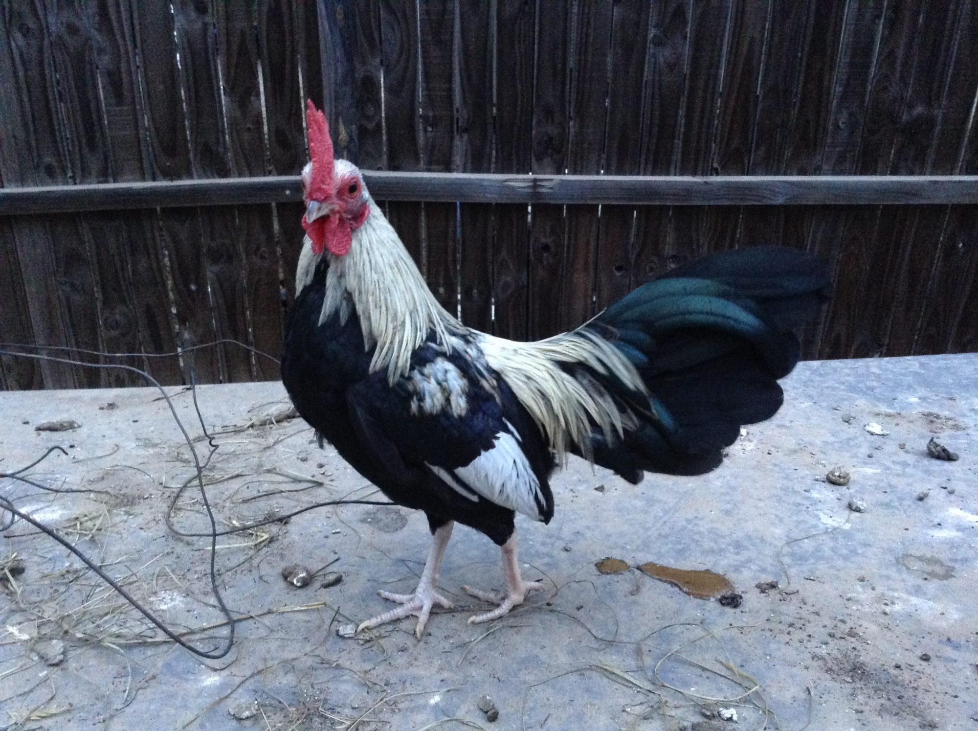 My grown roosters | BackYard Chickens - Learn How to Raise Chickens