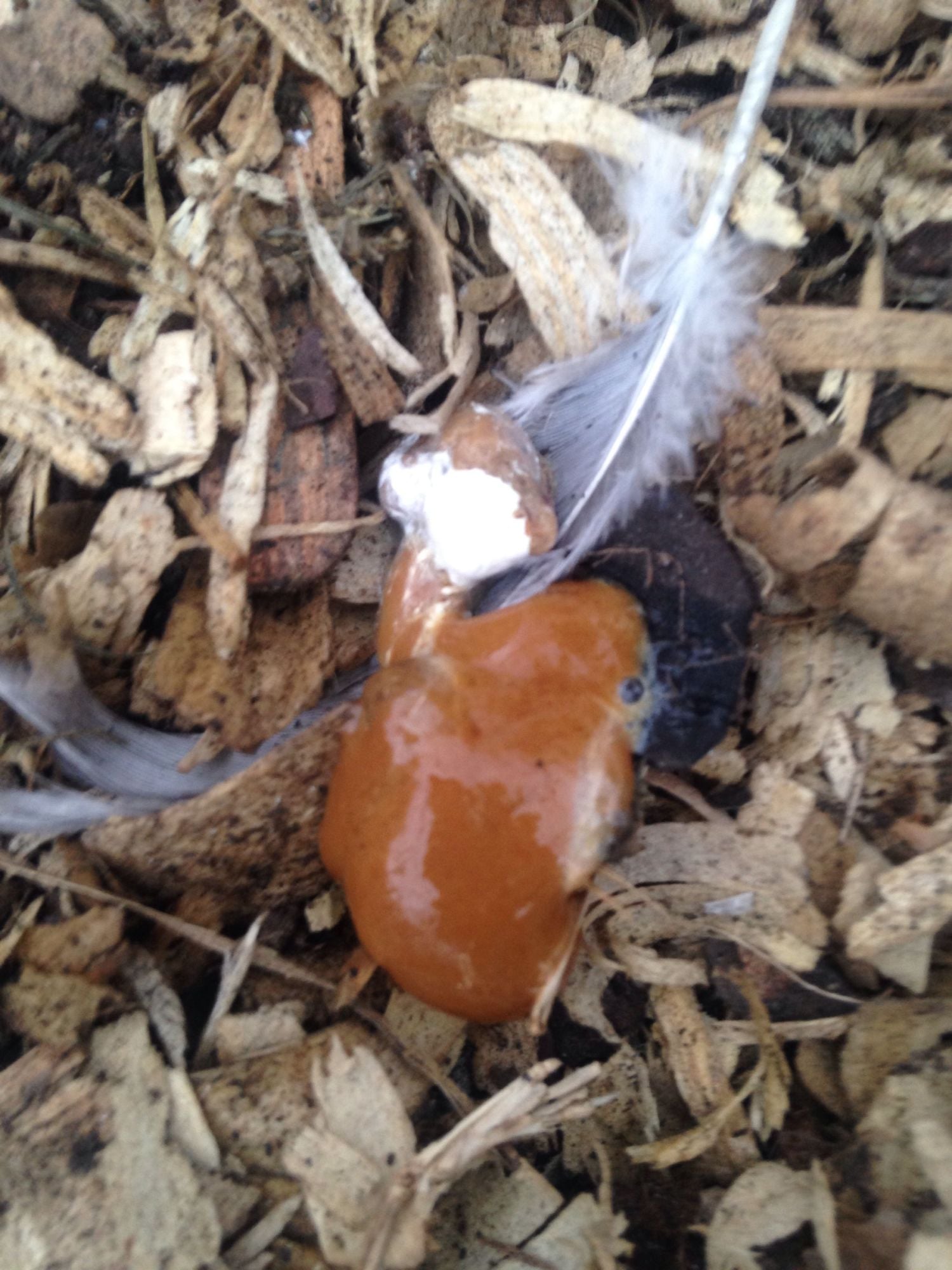 Help! Orange runny poop! *PICS* | BackYard Chickens - Learn How to ...