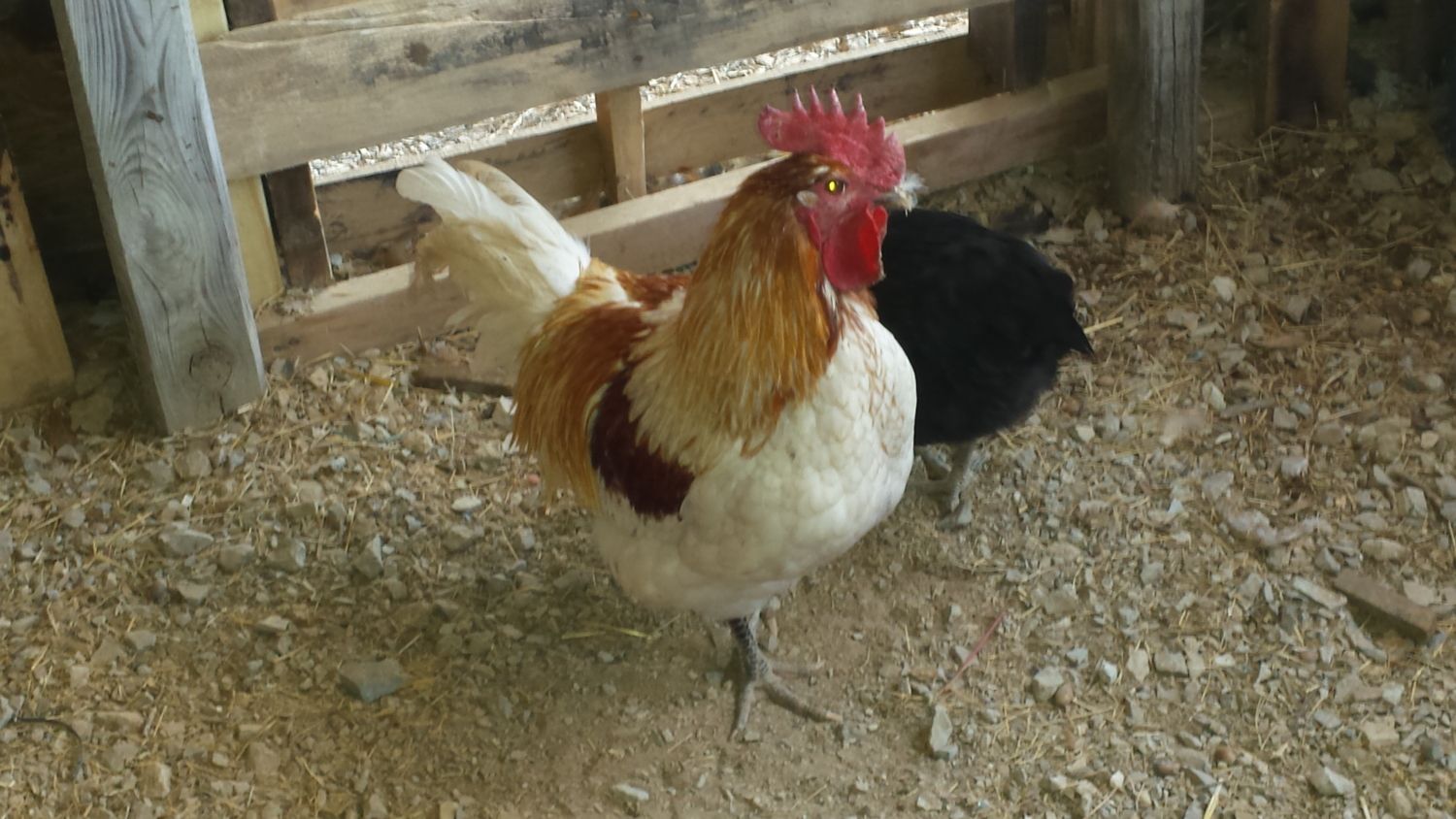 BREEDING RED SEXLINK ROOSTER TO RED SEXLINK HEN. WHATS THE OUTCOME ...