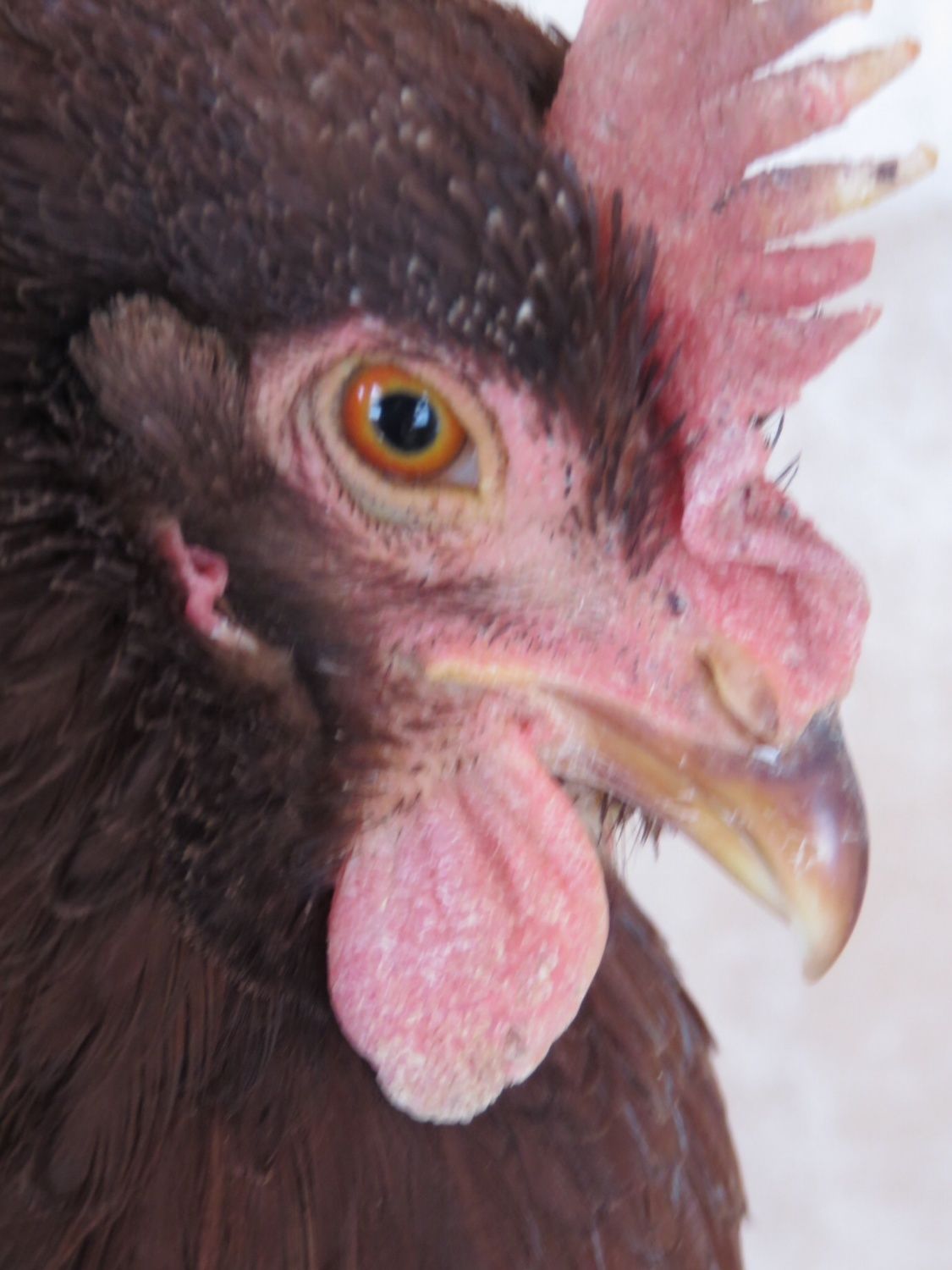 thin hen. funky poo | BackYard Chickens - Learn How to Raise Chickens