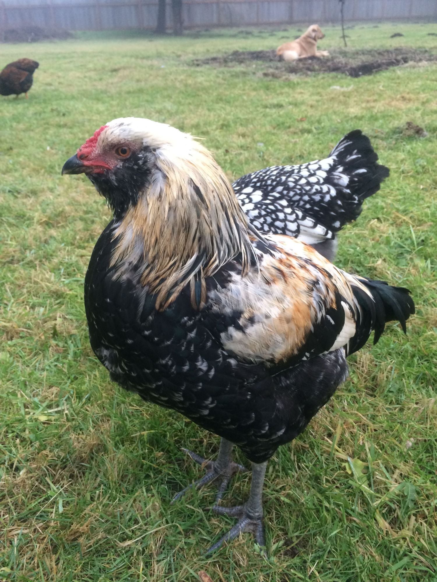20 wk old Araucana - Hen or Rooster??? (pics) | BackYard Chickens ...