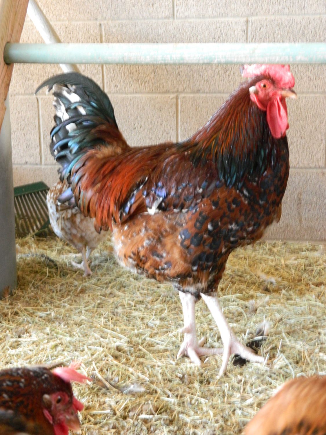 The Sussex Thread Page 323 Backyard Chickens Learn How To Raise Chickens