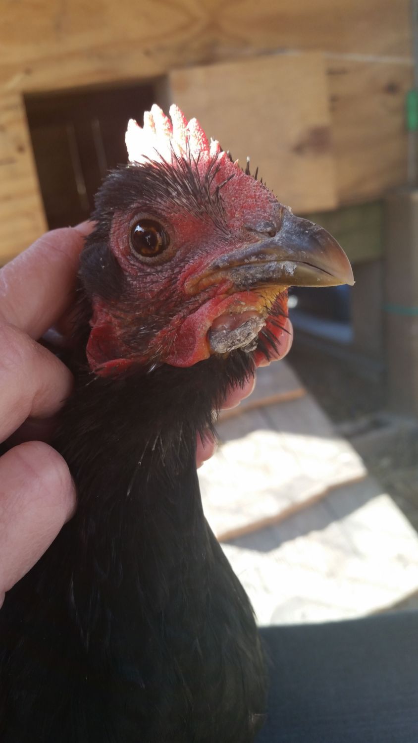 Callus on Hopes neck like bumblefoot? | BackYard Chickens - Learn How ...