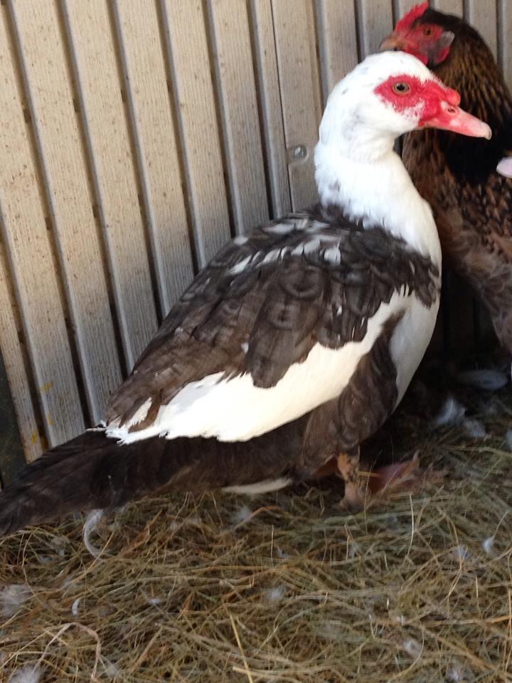Rippled and "looney" muscovy | BackYard Chickens - Learn How to Raise ...