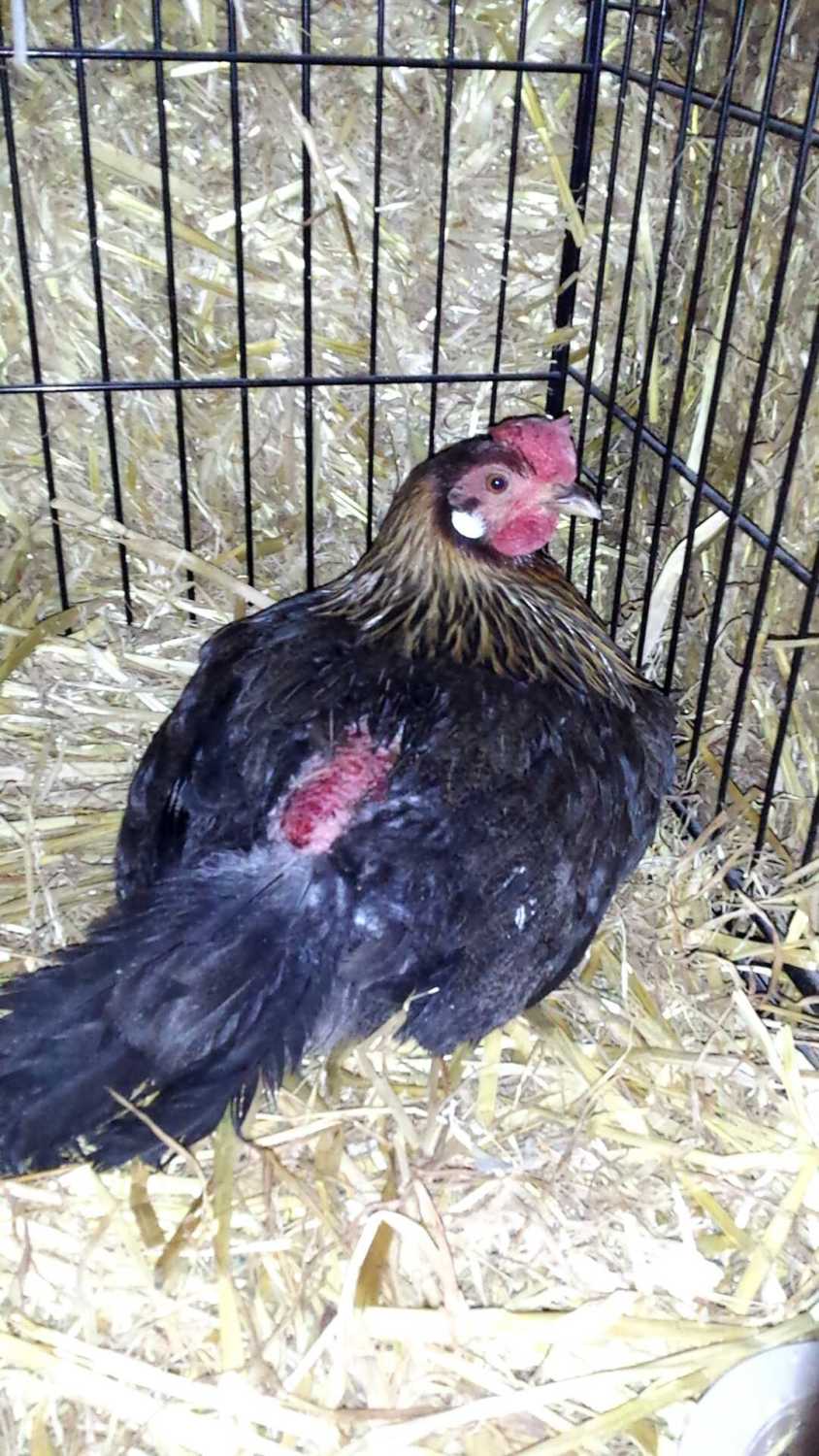 Hen injured and can't walk | BackYard Chickens - Learn How to Raise ...