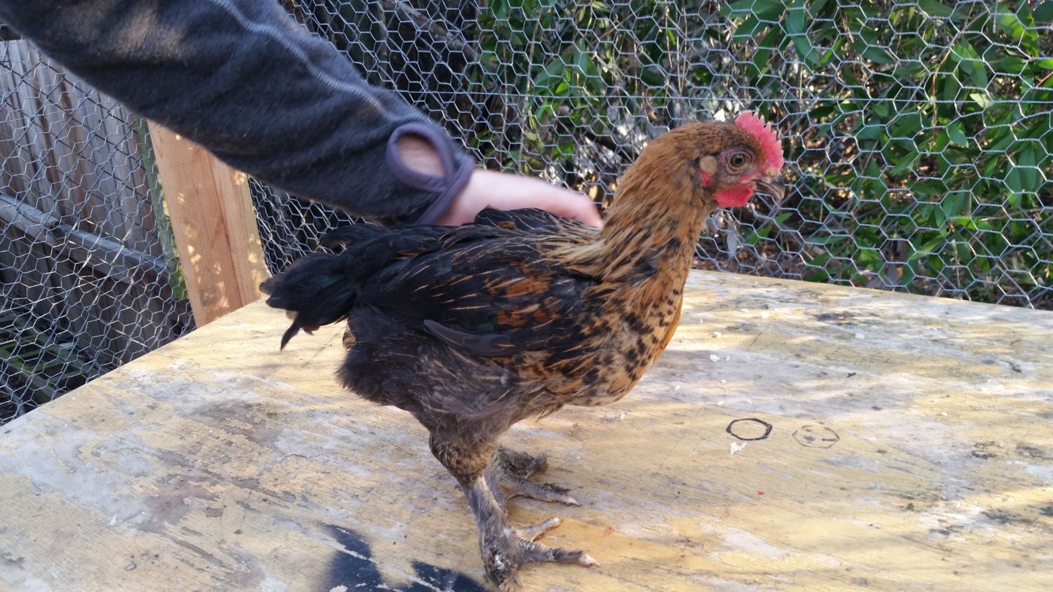 Hen or Roo? 7 Week old BCM/Black AustralorpX | BackYard Chickens ...