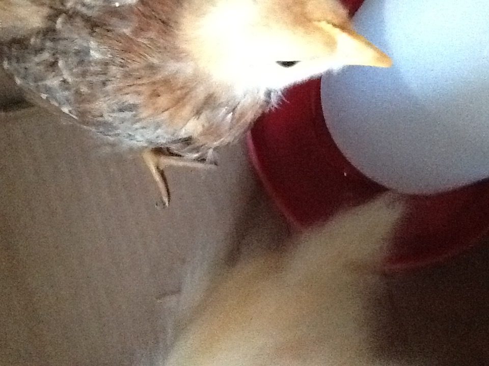 4 weeks old RIR and Buff Orpington pullets chicks! | BackYard Chickens ...