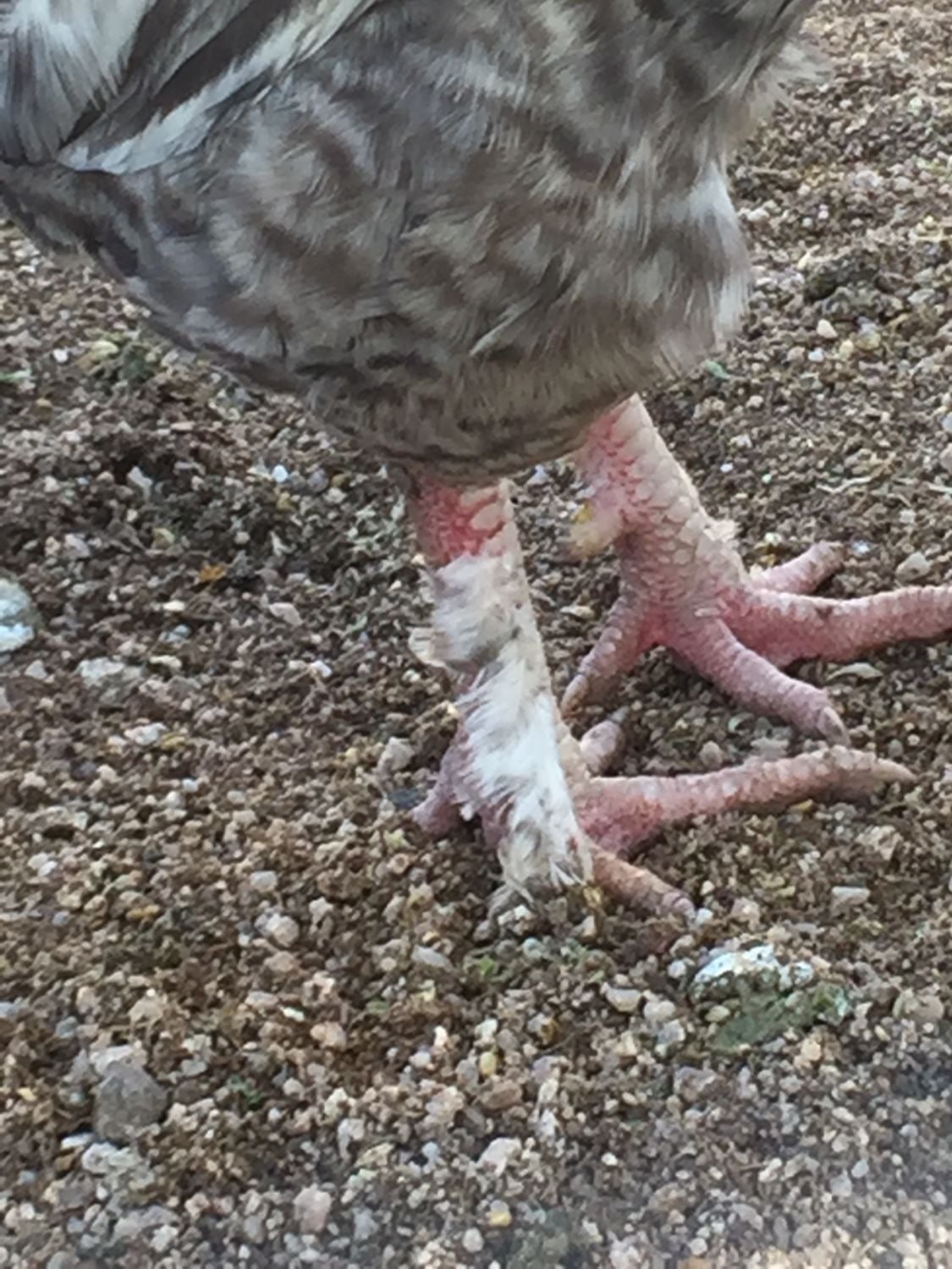 MY ROOSTER HAS PINK LEGS. | BackYard Chickens - Learn How to Raise Chickens