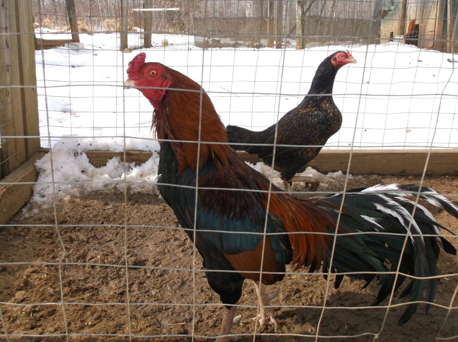 Chicken Breed Focus - Aseel/Asil