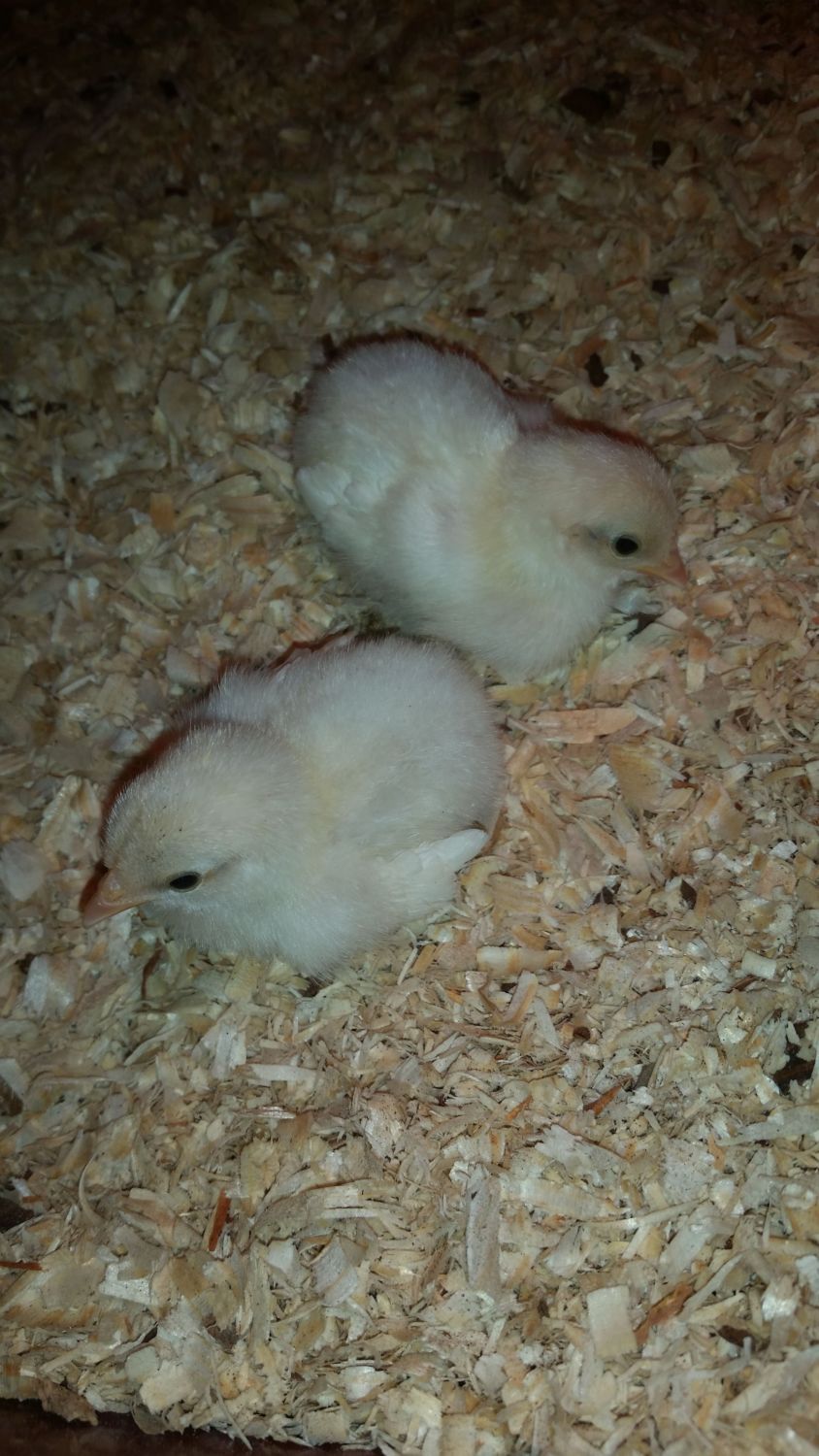 "Assorted Bantams"?? | BackYard Chickens - Learn How to Raise Chickens