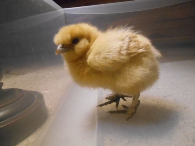 2 Week old bantam Silkie chicks | BackYard Chickens - Learn How to ...