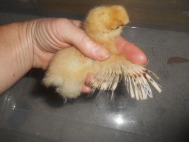 2 Week old bantam Silkie chicks | BackYard Chickens - Learn How to ...