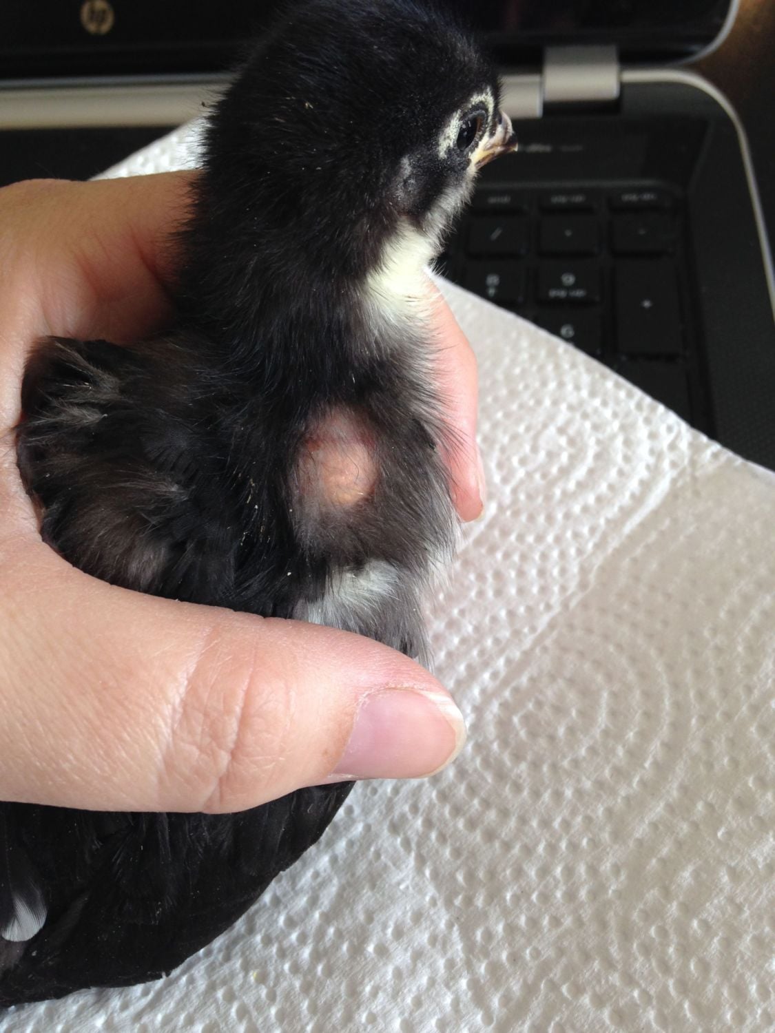 Lump on chick's neck | BackYard Chickens - Learn How to Raise Chickens