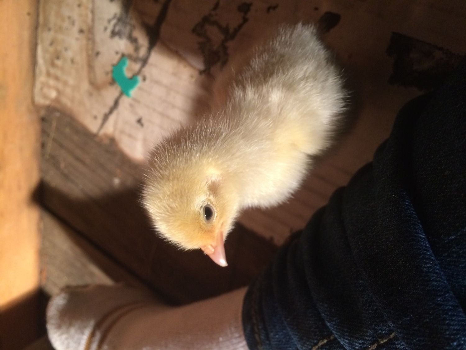 how to identify a chick? | BackYard Chickens - Learn How to Raise Chickens