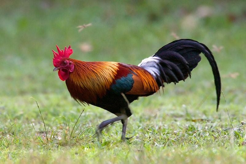 Chickens with Partridge color contest !!!! | BackYard Chickens - Learn ...