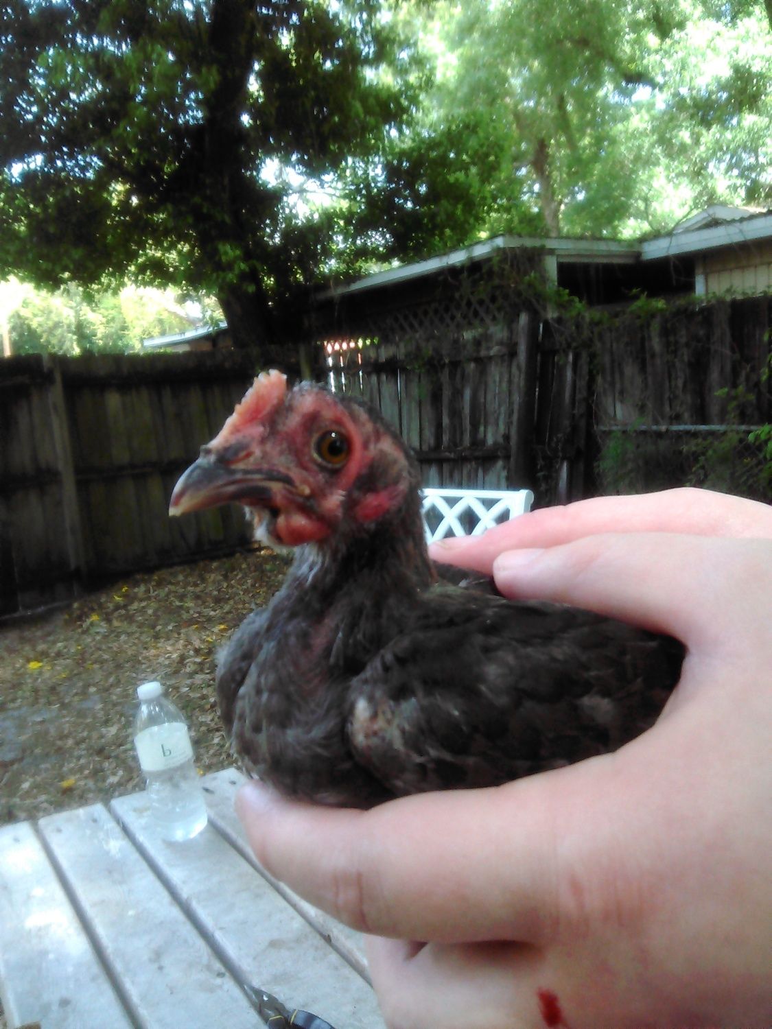 Swelling and lump on face.... | BackYard Chickens - Learn How to Raise ...