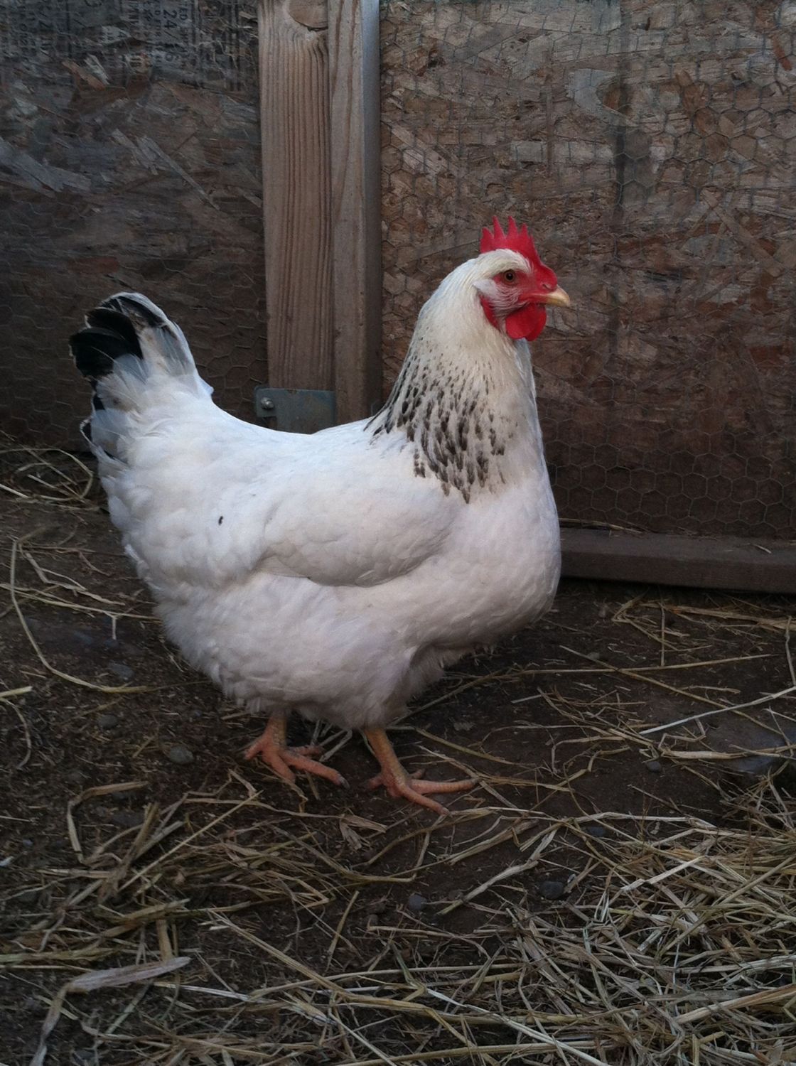 Large mass I hen's breast | BackYard Chickens - Learn How to Raise Chickens