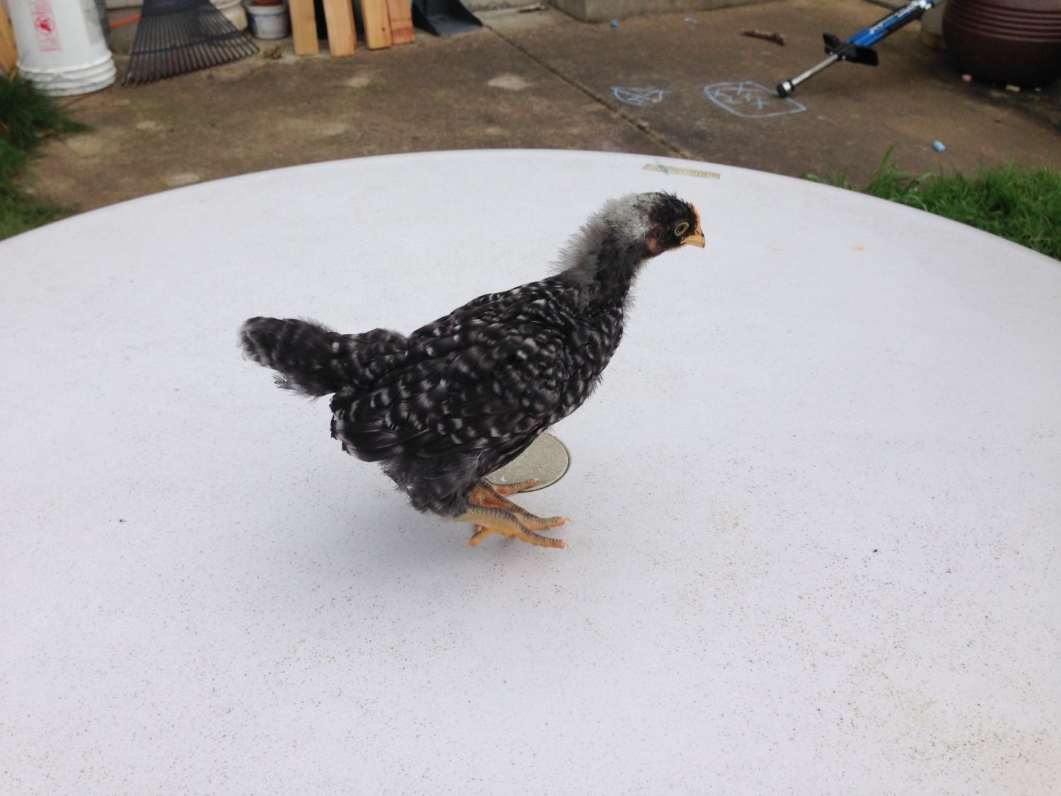 4 weeks old RIR and Barred Rock - male or female? | BackYard Chickens ...
