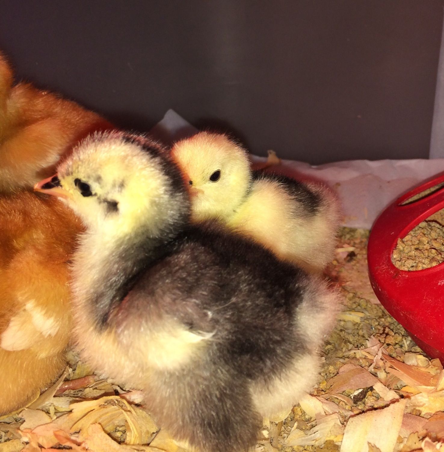 Assorted Bantams from TSC | BackYard Chickens - Learn How to Raise Chickens