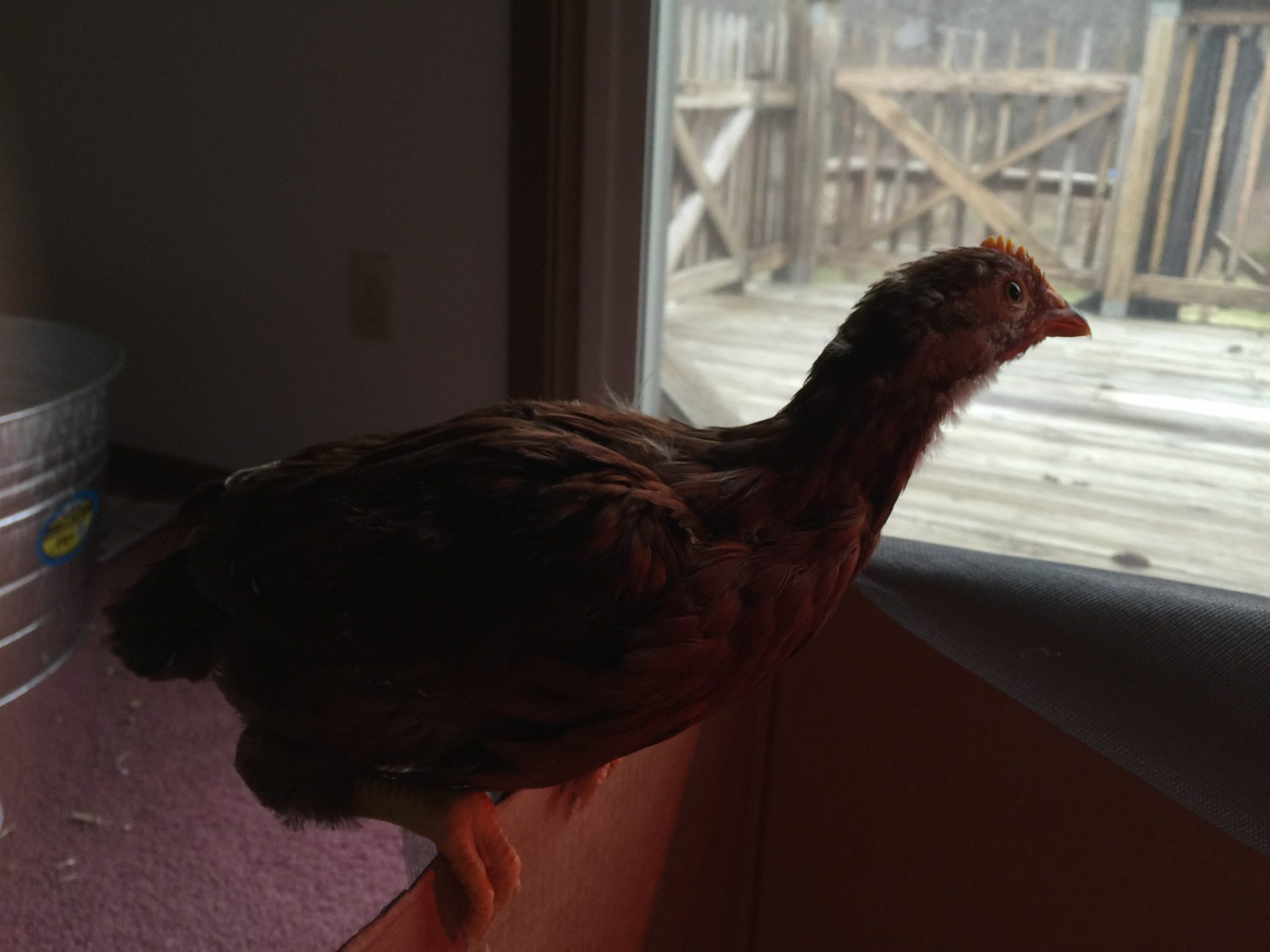 Production Red Sexing Help | BackYard Chickens - Learn How to Raise ...