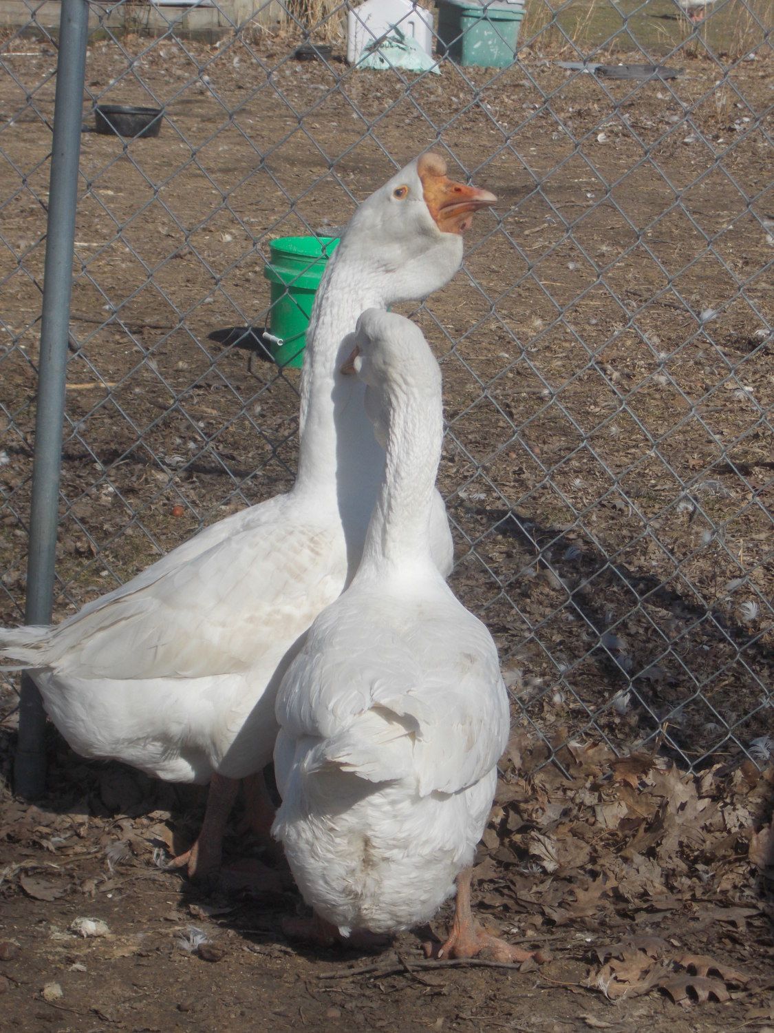 White African Geese Pictures Backyard Chickens Learn How To Raise