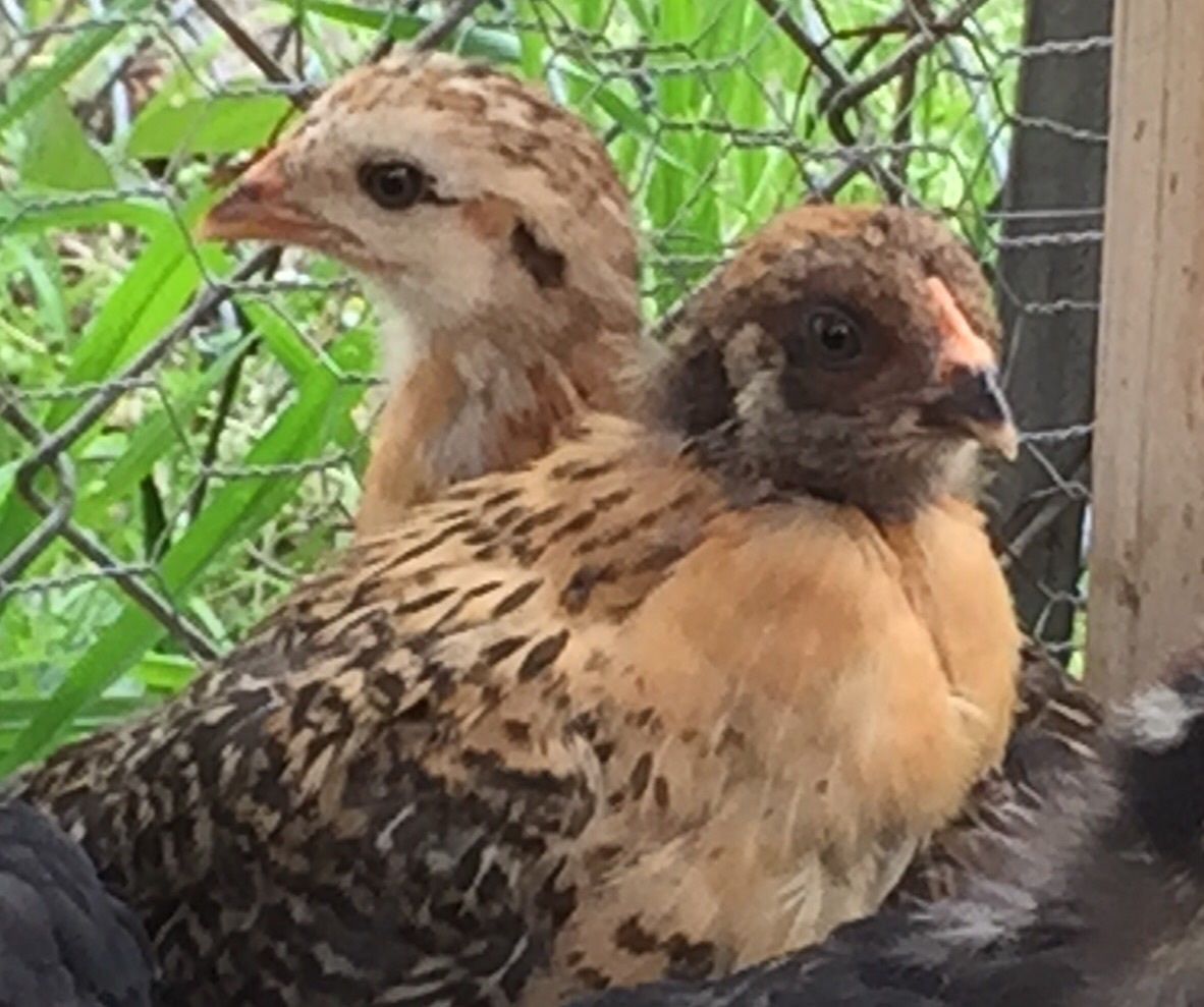 Help sexing Americaunas | BackYard Chickens - Learn How to Raise Chickens