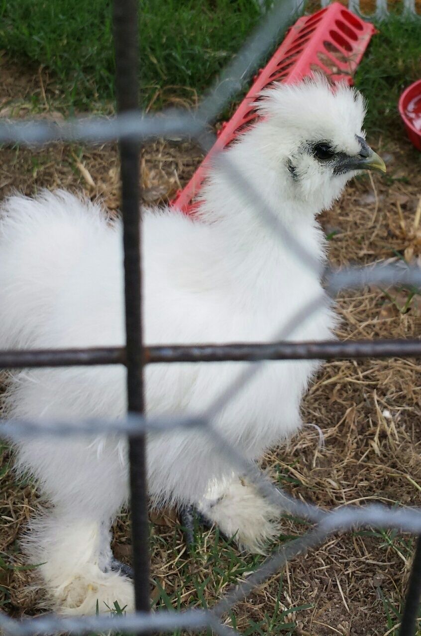 10 week old Silkie Chick - is it a Roo? | BackYard Chickens - Learn How ...