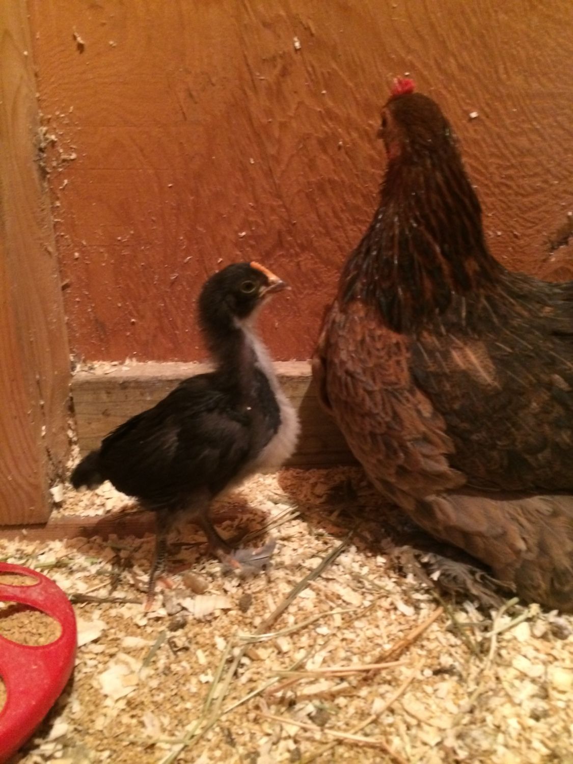 Sexing French Black Copper Marans | BackYard Chickens - Learn How to ...