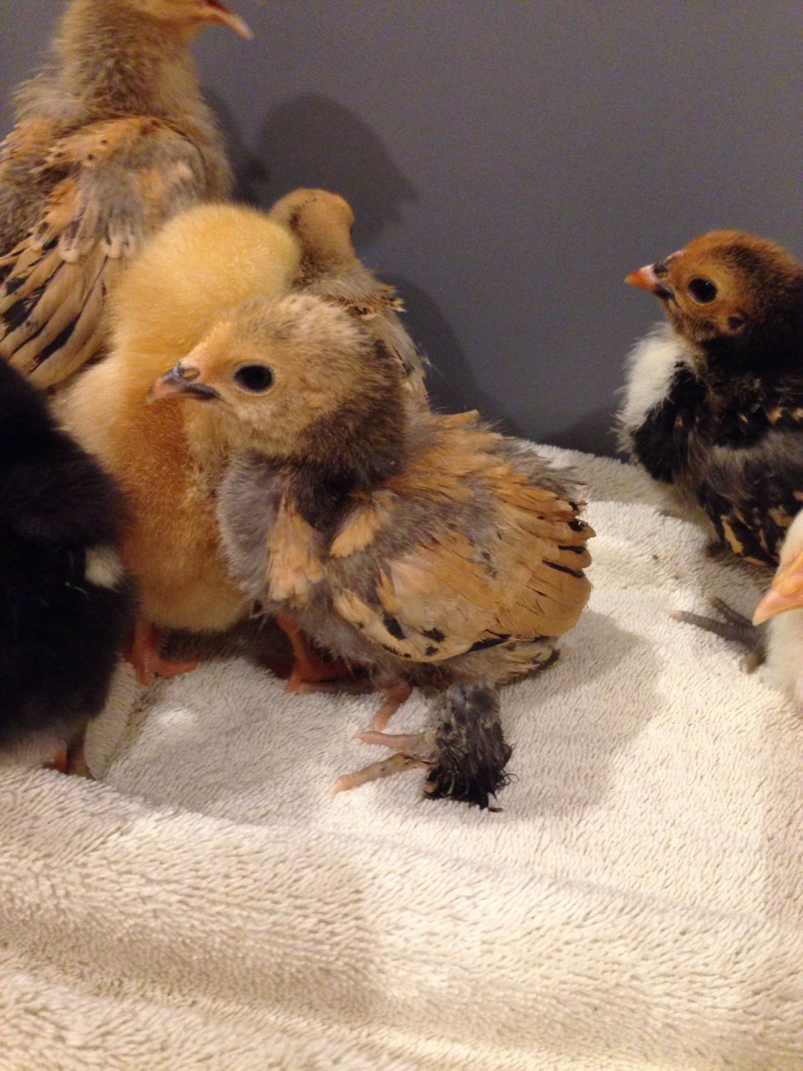New bantam sebright chicks male /female ? | BackYard Chickens - Learn ...
