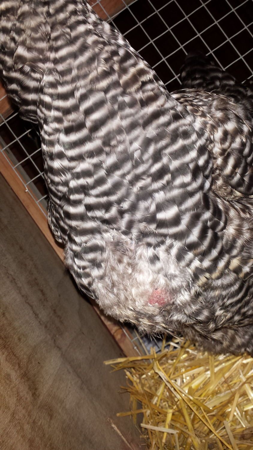 I'm at a loss, advice for red featherless skin | BackYard Chickens ...