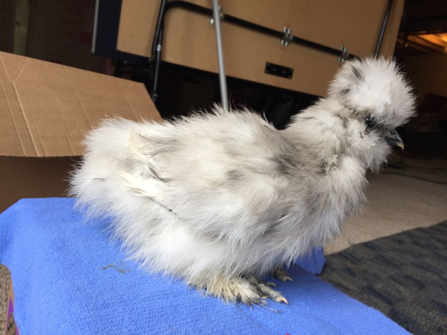 Splash Silkie Rooster