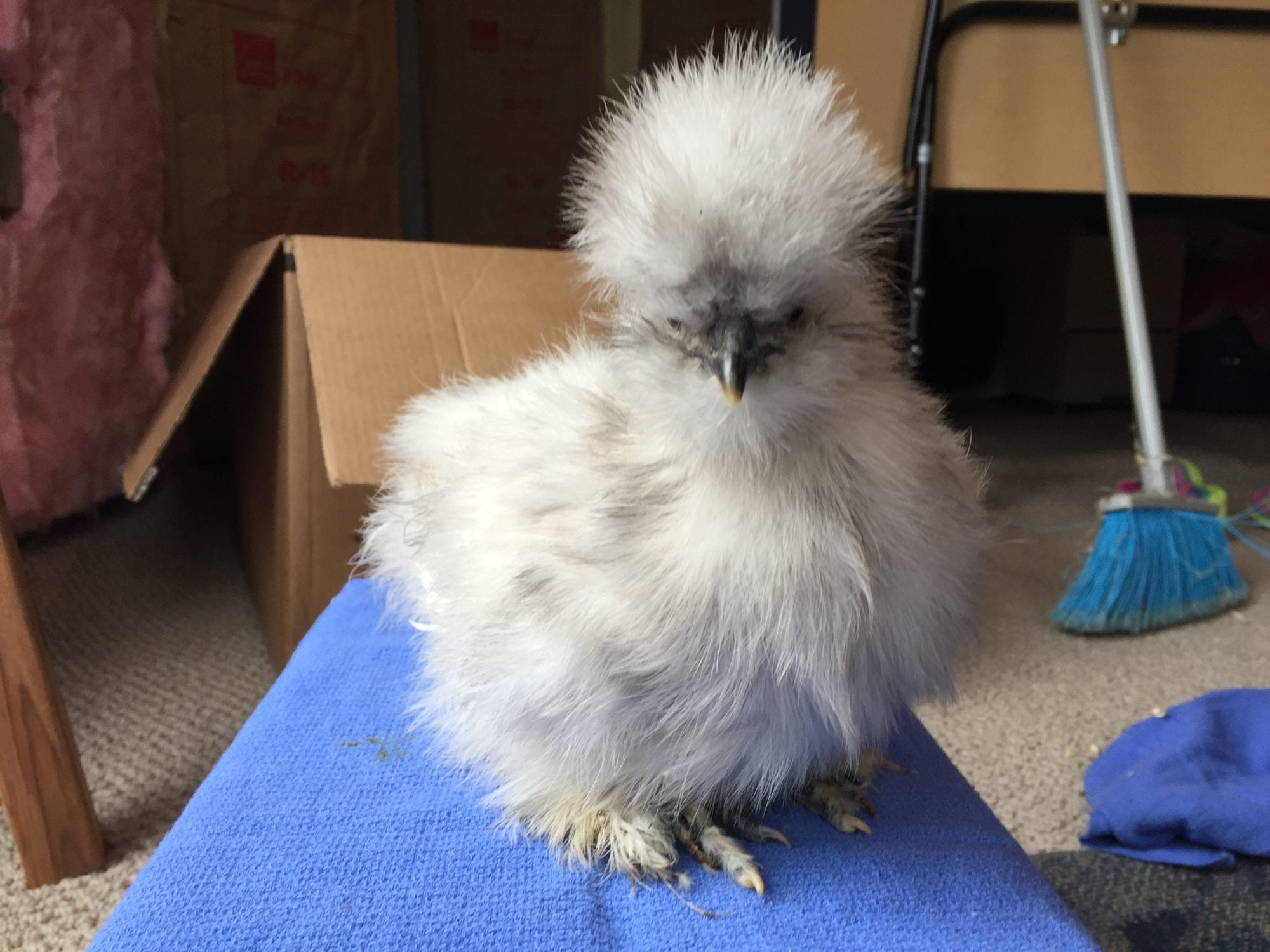 Splash Silkie