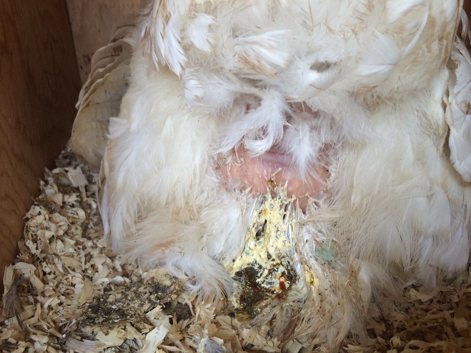 Exploding jelly egg? WARNING GROSS PICTURES | BackYard Chickens - Learn ...