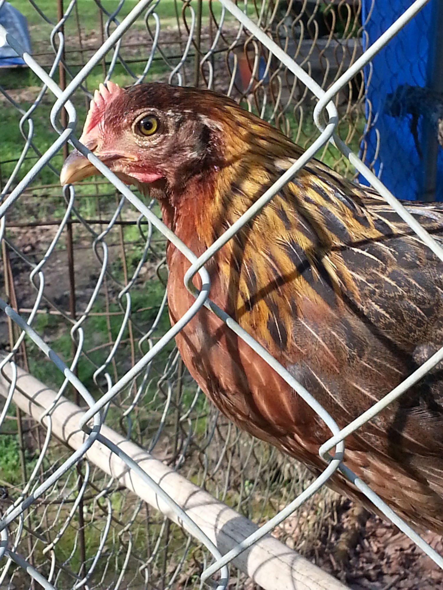 8 week old brown leghorn. Pullet? | BackYard Chickens - Learn How to ...