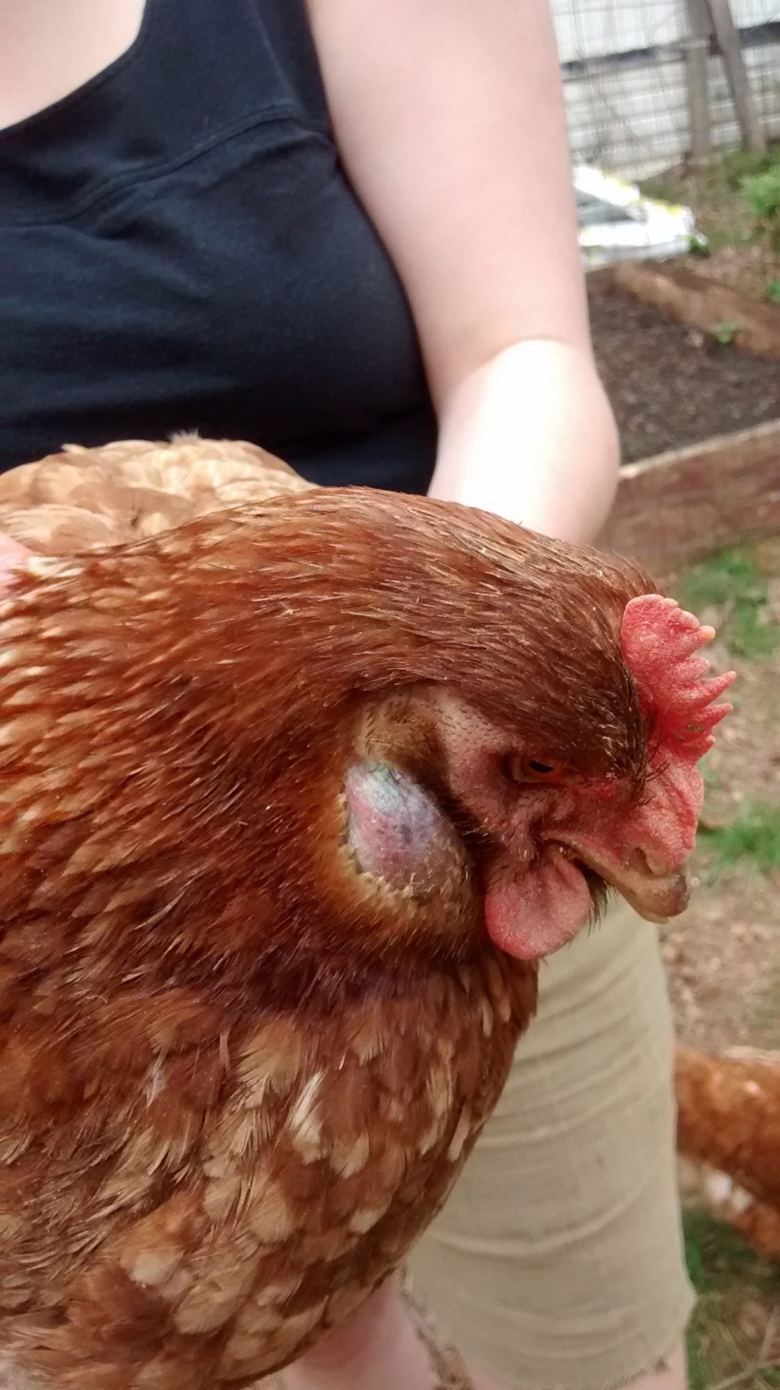 PICTURES Please Help Swollen Purple Jiggly Lump On Chickens Upper Neck ...