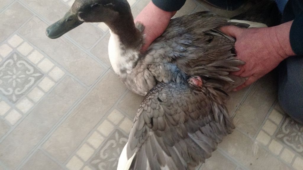 Help - Injured wing? Tumor? Abscess? | BackYard Chickens - Learn How to ...