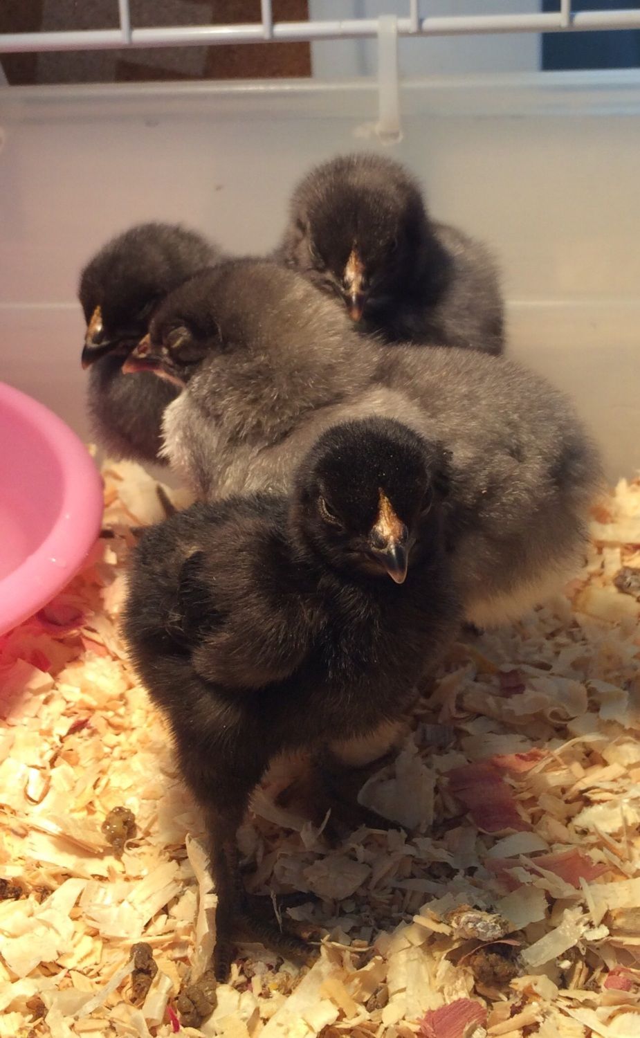 Looking for help on identifying breed of my baby chick :) (PICTURES ...