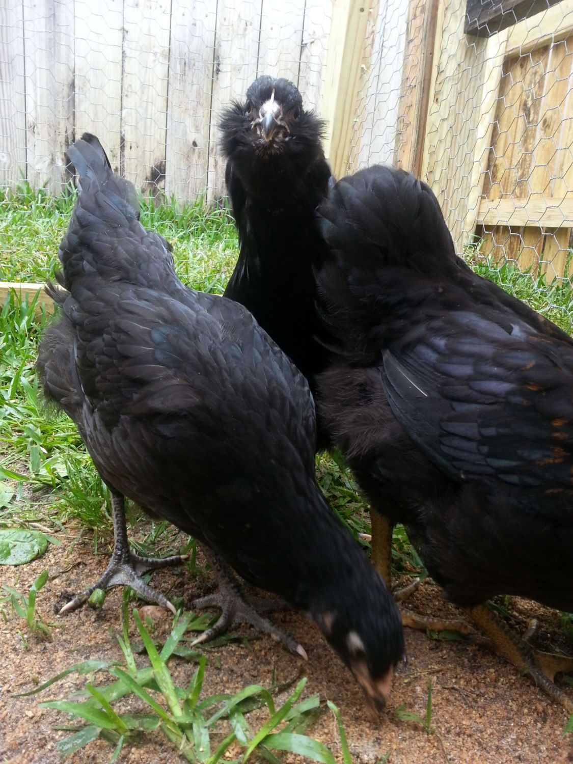 Black pullets? | BackYard Chickens - Learn How to Raise Chickens