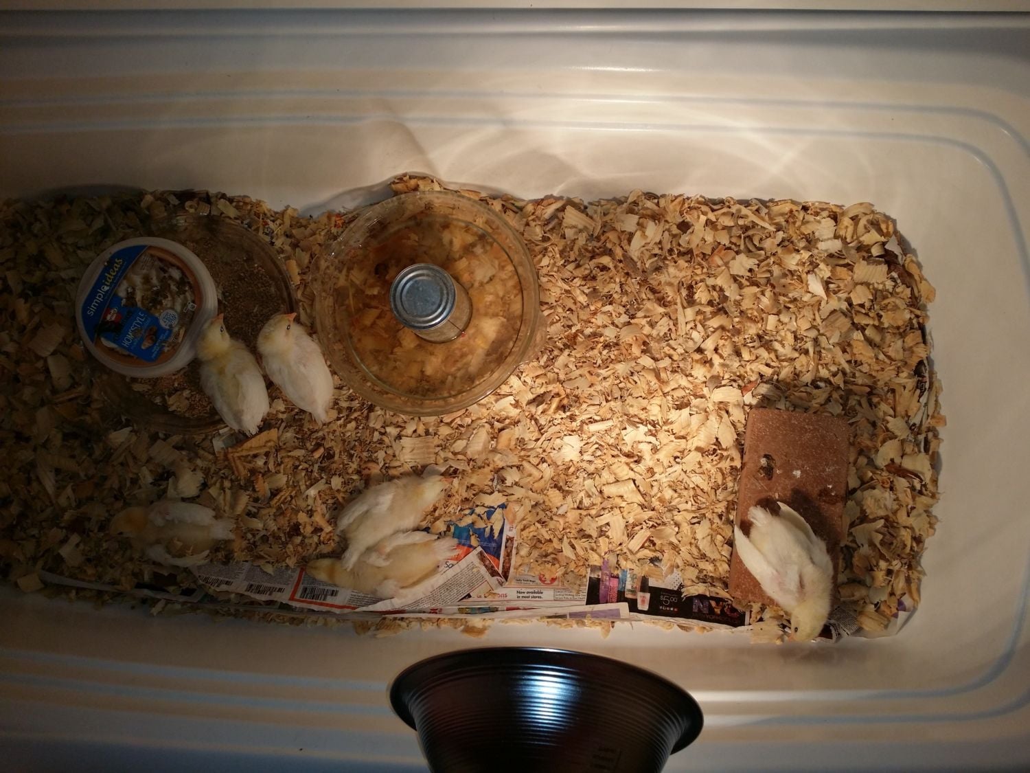 Baby chick housing?? | BackYard Chickens - Learn How to Raise Chickens