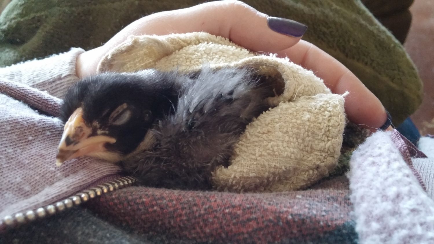 Help! Sick chick | BackYard Chickens - Learn How to Raise Chickens