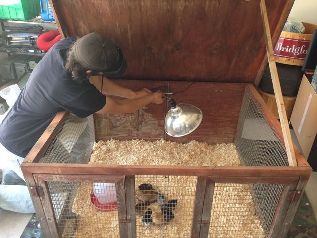 Baby chick housing?? | BackYard Chickens - Learn How to Raise Chickens