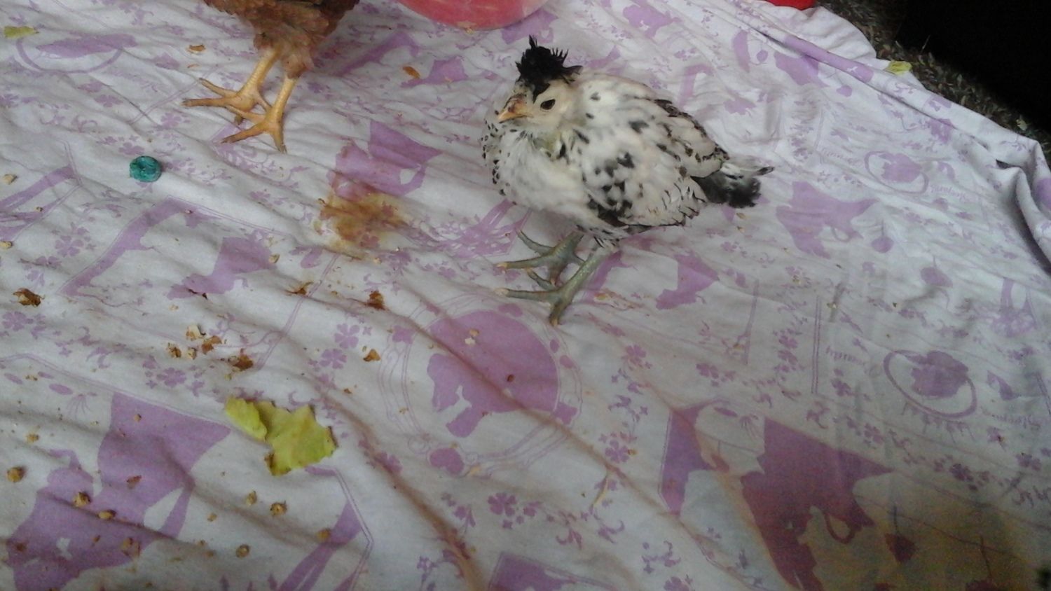 German SpitzHauben rooster right? | BackYard Chickens - Learn How to ...