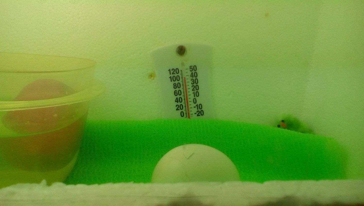 Day 20 chick just pip externally.. Does this look like it should ...